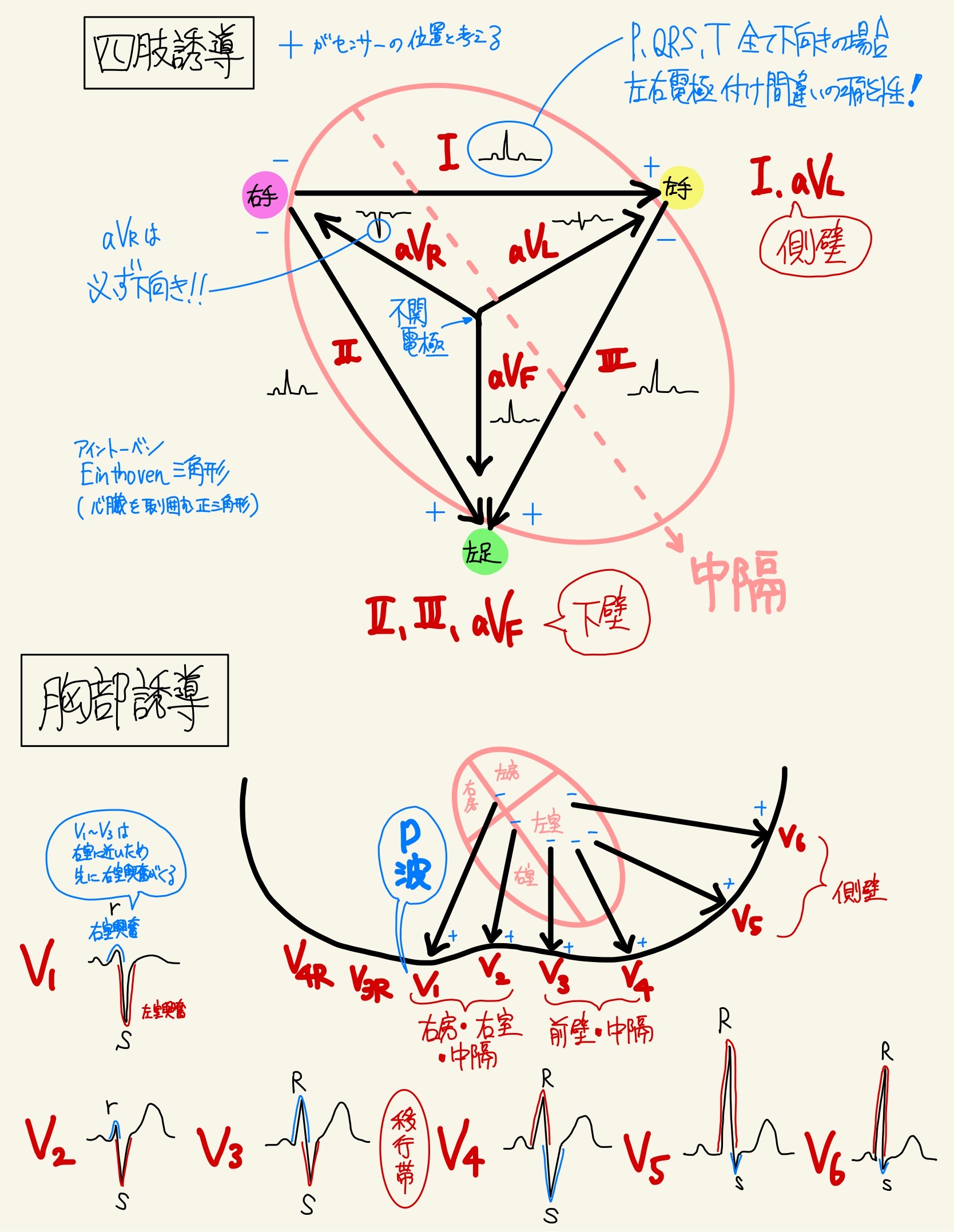 循環器総論（解剖・生理・検査） | くすり～の