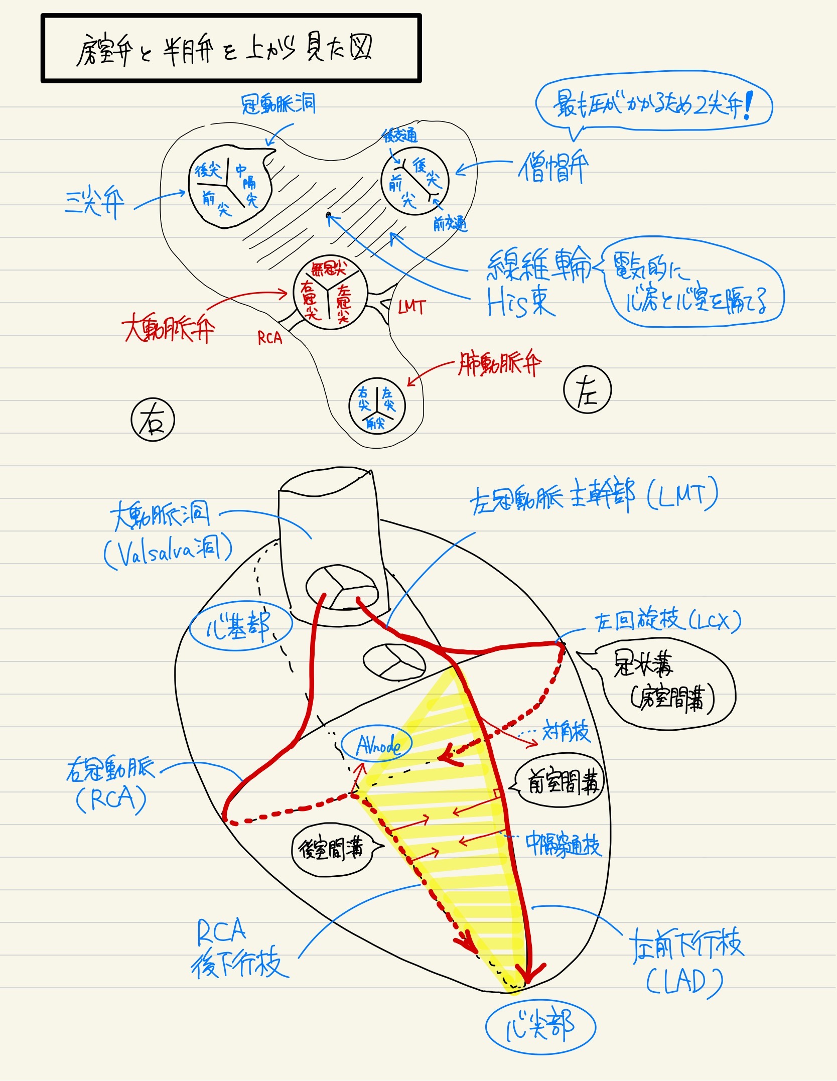 循環器総論（解剖・生理・検査） | くすり～の