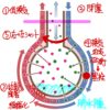 呼吸器総論 | くすり～の